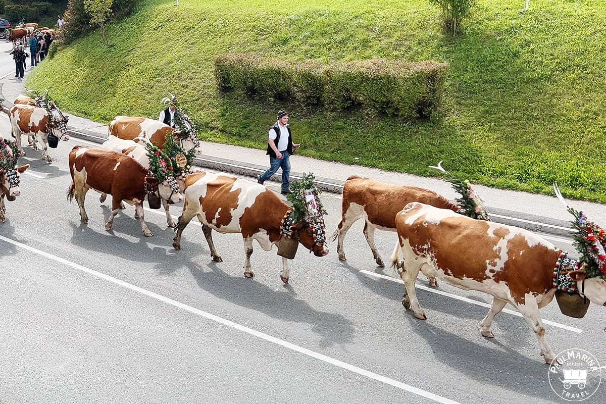 Almabtrieb: Experience Traditional Austrian Cattle Drive
