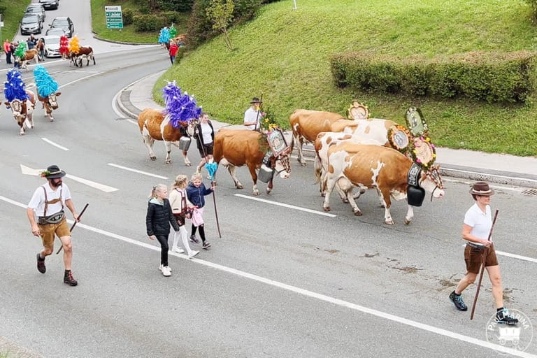 Almabtrieb: Experience Traditional Austrian Cattle Drive