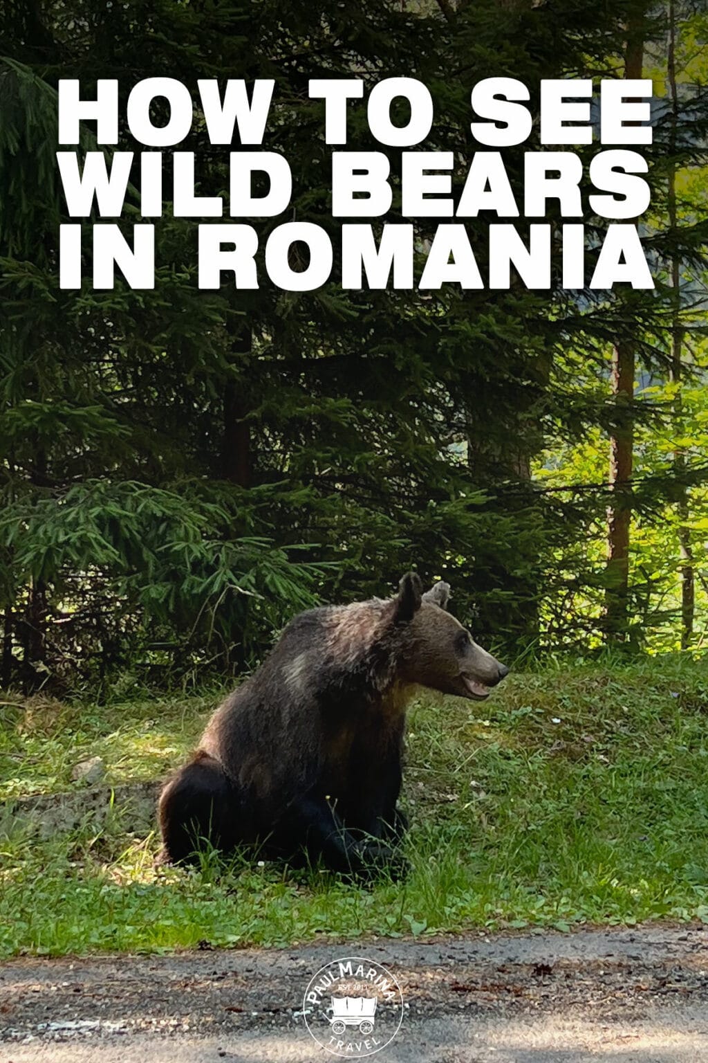 How To See Wild Bears In Romania | Paulmarina